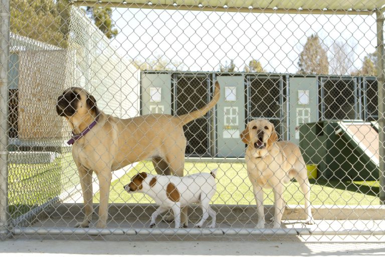 Dog Kennels vs. Crates: Vet-Verified Differences (With Info & Pictures ...