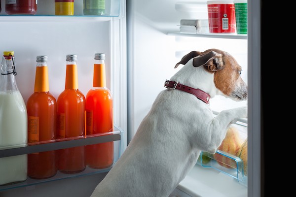 Why Are Dogs So Food Motivated? Facts & FAQ – Dogster