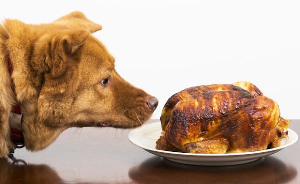 Why Are Dogs So Food Motivated? Facts & FAQ – Dogster