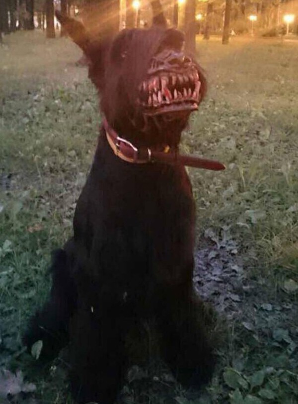 Why You Shouldn't Buy a Zombie Dog Muzzle: Important Considerations ...