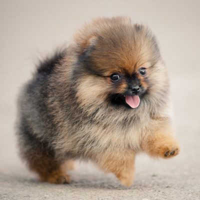 Miniature Spitz Dog Breed: Info, Pictures, Traits & Care Guide – Dogster