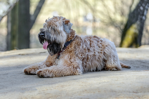 Wheaten Dog