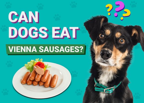 Can Dogs Eat Vienna Sausages? Nutrition Facts & FAQ (Vet Answer) – Dogster