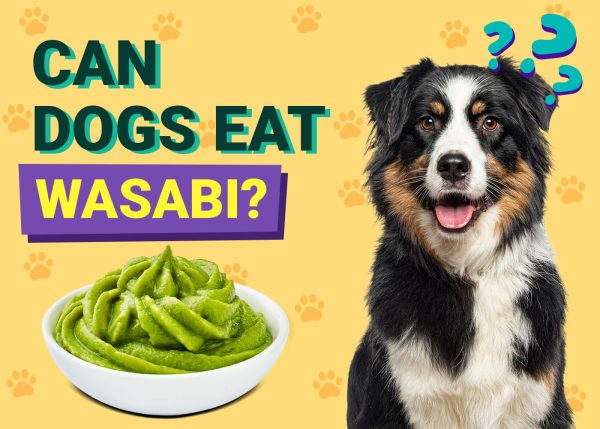 Can Dogs Eat Wasabi? Vet-Verified Nutrition Facts & FAQ – Dogster