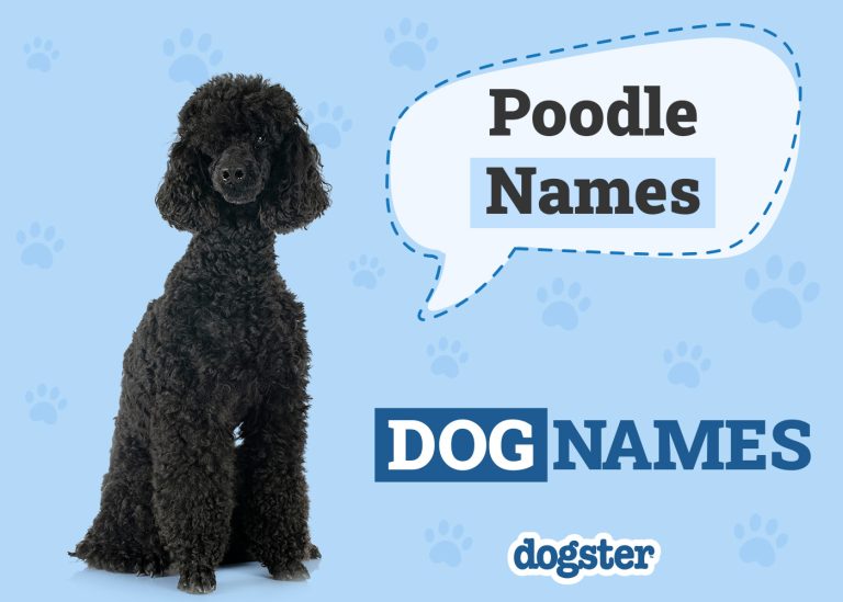 150+ Poodle Names: Cute, Classy & Popular Ideas – Dogster