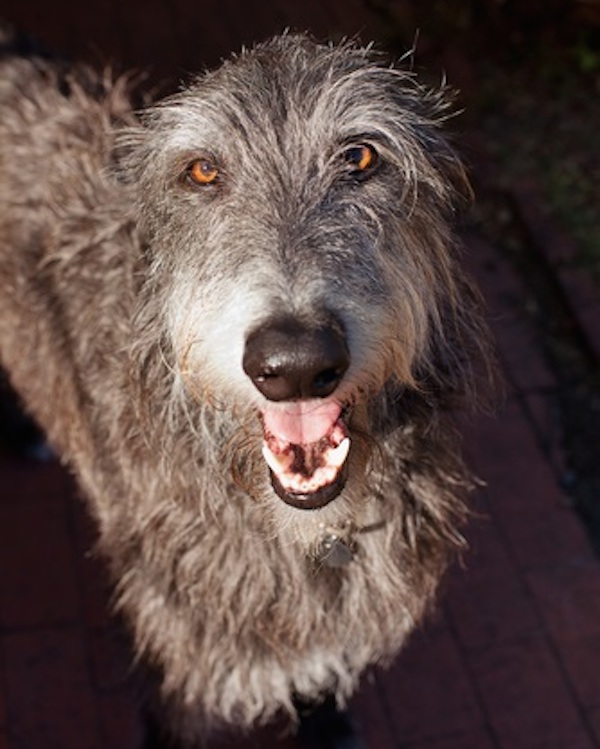 Scottish Deerhound – Dogster