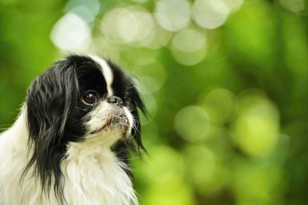 Japanese Chin Dog Breed: Info, Pictures, Facts & Traits – Dogster