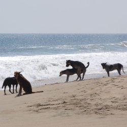 Why Do Dogs Hump Each Other? 6 Vet-Reviewed Reasons – Dogster