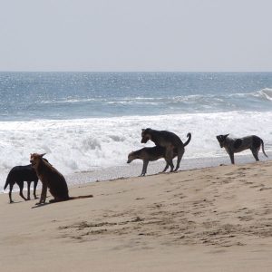 Why Do Dogs Hump Each Other? 6 Vet-Reviewed Reasons – Dogster