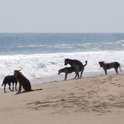 Why Do Dogs Hump Each Other? 6 Vet-Reviewed Reasons – Dogster