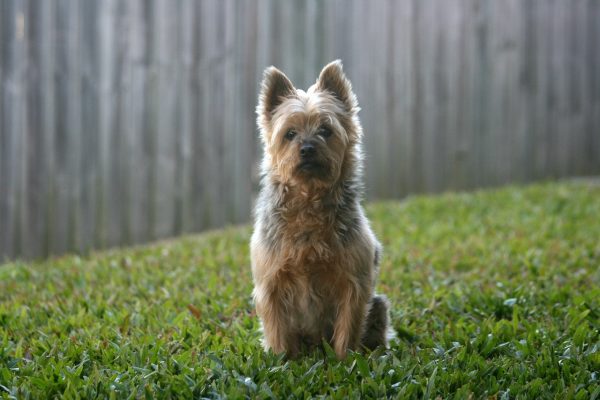 Types of Terrier Dogs: An Overview (With Pictures) – Dogster