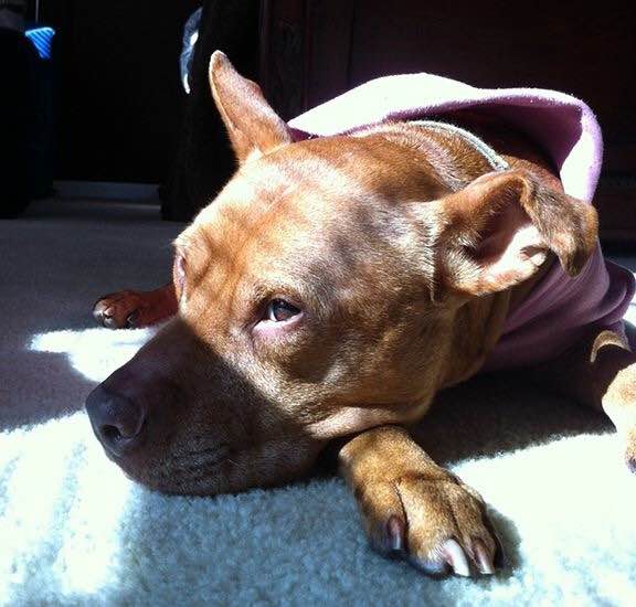 How To Help Dogs In Shelters & Rescues: 8 Ways to Help Pets in Need ...