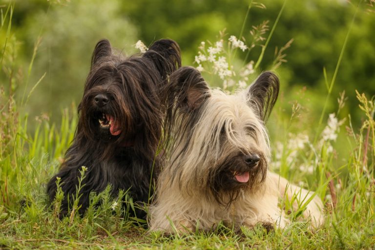 Types of Terrier Dogs: An Overview (With Pictures) – Dogster