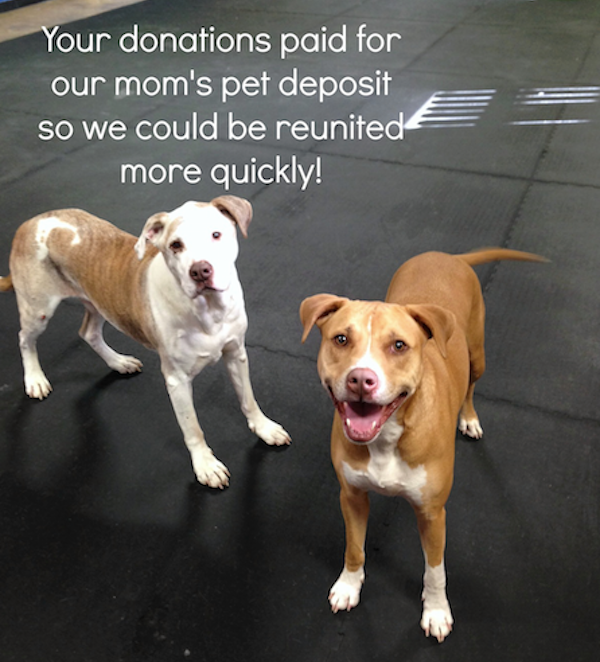 How To Help Dogs In Shelters & Rescues: 8 Ways to Help Pets in Need ...