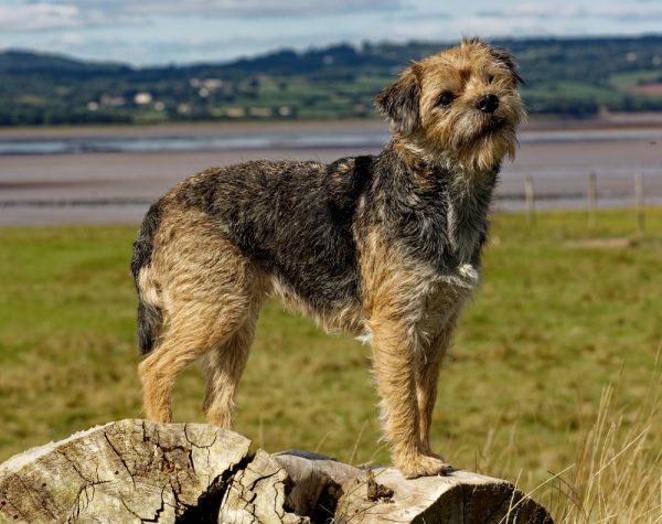Types of Terrier Dogs: An Overview (With Pictures) – Dogster