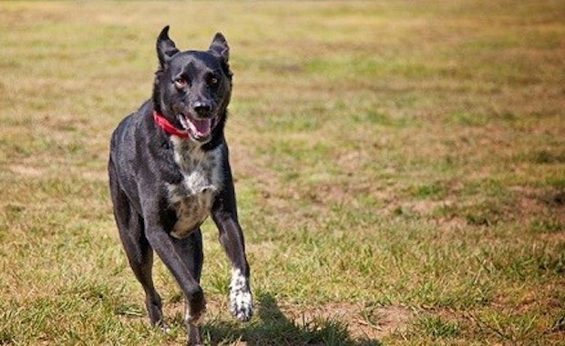 5 Reasons Why I Love Mutts – Dogster