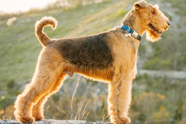 Types of Terrier Dogs: An Overview (With Pictures) – Dogster