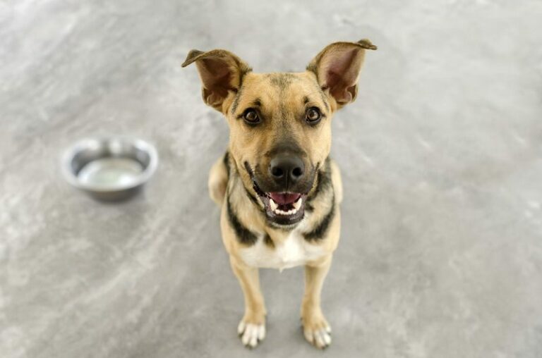 Dog Whimpering: Why They Do It & What It Means? Vet-Approved Causes ...