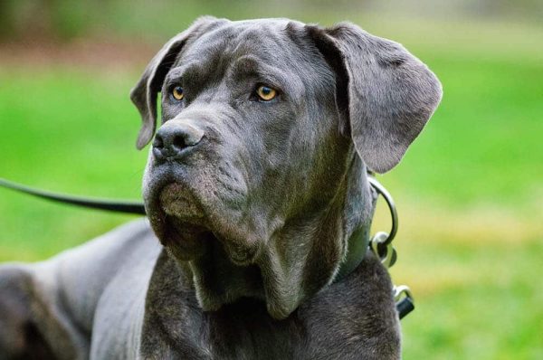 Neapolitan Mastiff: Dog Breed Info, Pictures, Traits & Care – Dogster