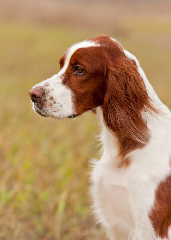 Irish Red and White Setter: Info, Pictures, Facts, & Traits – Dogster
