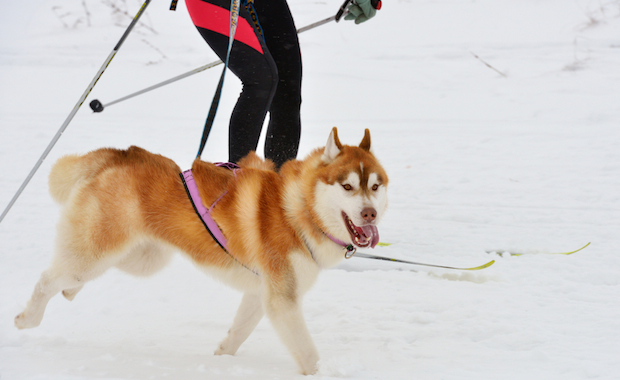 Skijoring with Dogs 101: What It Is & How To Get Started With the Sport ...