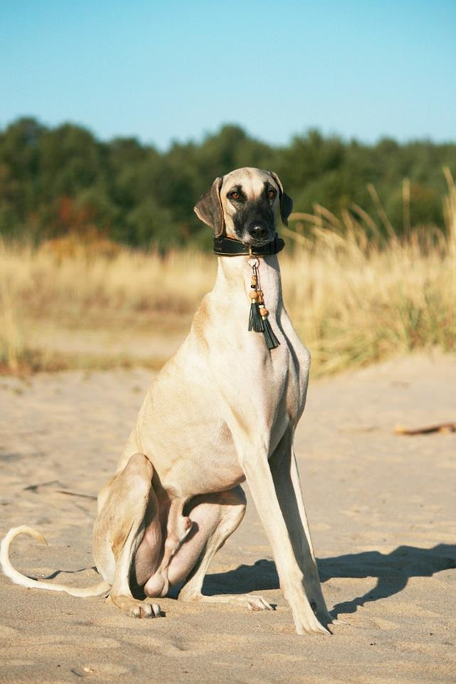 Sloughi: Info, Pictures, Facts, & Traits – Dogster