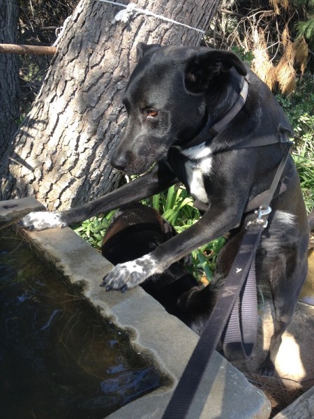 My Dog Has 7 Different Barks - Here's What They Mean – Dogster