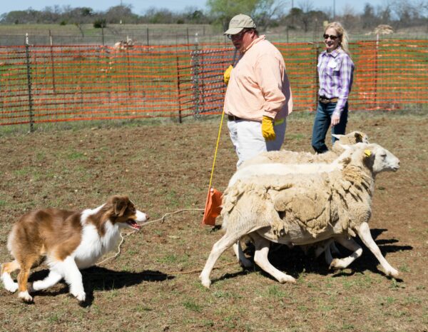 Activities For Herding Dogs To Keep Them Entertained – Dogster