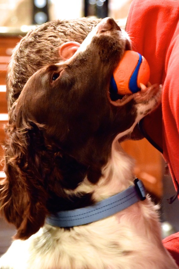 What Is a Heart Dog? Meaning Explained – Dogster