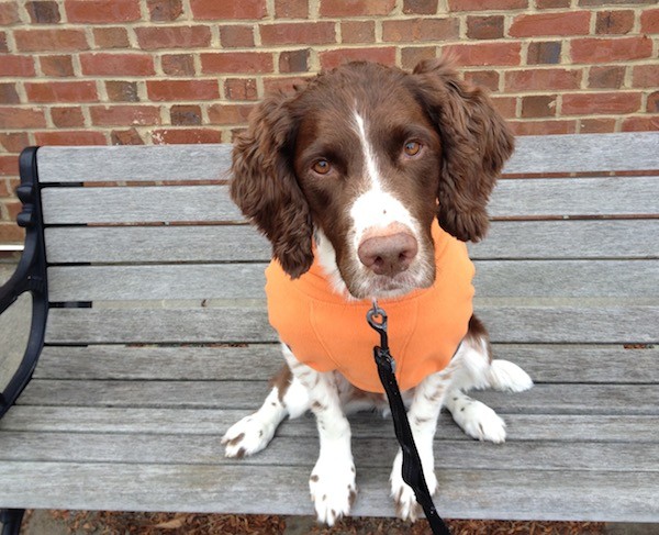 What Is a Heart Dog? Meaning Explained – Dogster