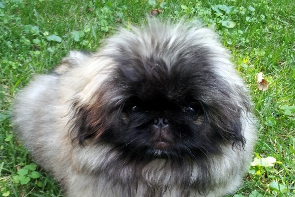 Pekingese Dog Breed Info: Pictures, Facts, Traits & More – Dogster