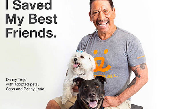 We Chat With Actor Danny Trejo About His Love of Dogs and Rescue – Dogster