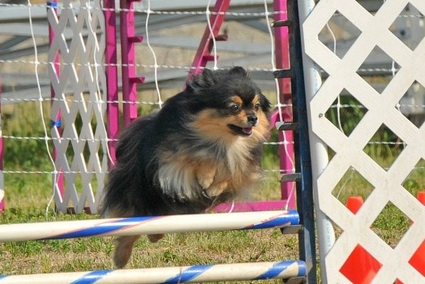 5 Most Energetic Dog Breeds: With Pictures & Facts – Dogster