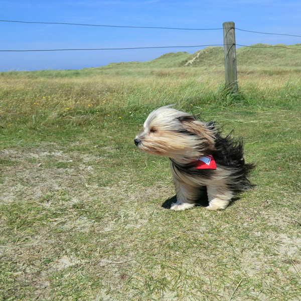 Do Dogs Have a Sense of Time? – Dogster