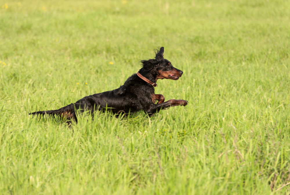 Get to Know the Gordon Setter: The Hunter of the Scottish Moors – Dogster