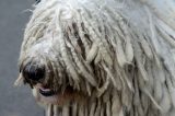 Dogs With Dreads: 8 Mop Dog Breeds (With Pictures & History) – Dogster