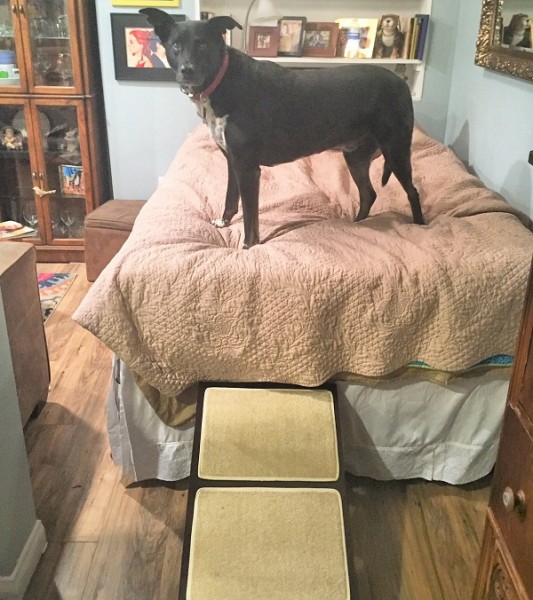 My Old Dog Can't Jump On & Off the Bed: Here's How to Help – Dogster