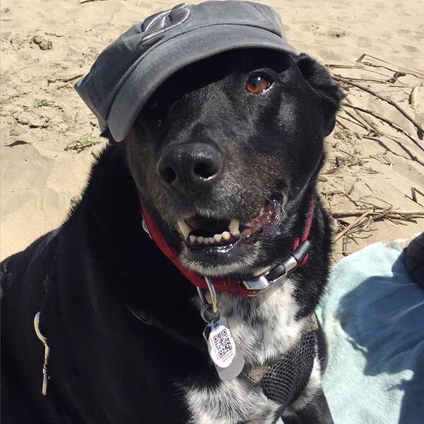 Dog Mom Guilt: What Is It & 6 Things That Pet Parents Feel Guilty For ...