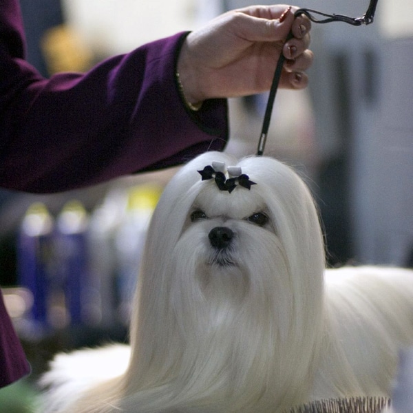 Show Dog Names: From Fancy to Bizzare – Dogster