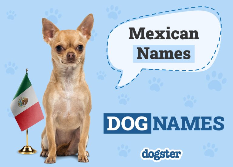 250+ Mexican Dog Names: Meaningful Ideas for Your Perrito – Dogster