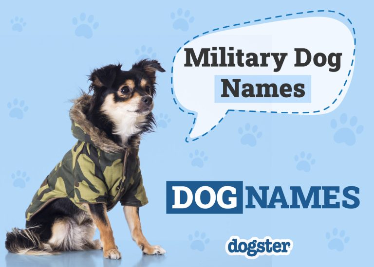 124 Military Dog Names: Popular Choices for Tough Canines – Dogster