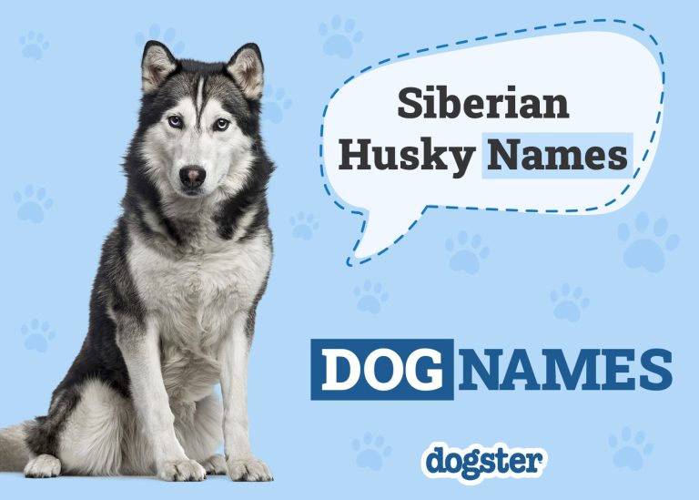 251 Popular & Unique Siberian Husky Names – Dogster