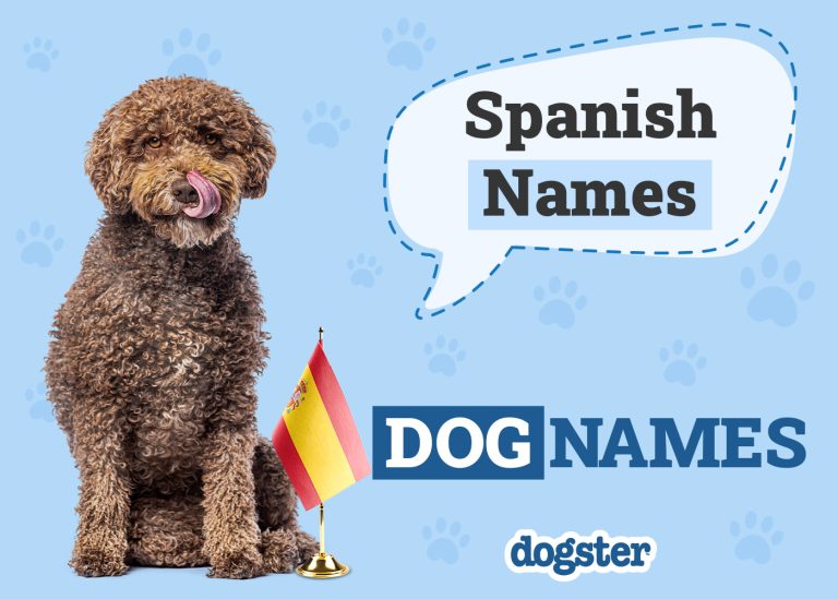250+ Spanish Dog Names With Meanings for Male & Female Dogs – Dogster
