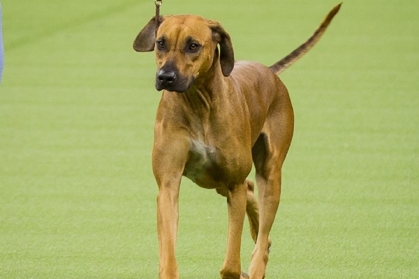All About the Rhodesian Ridgeback Dog Breed