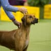 Rhodesian Ridgeback – Dogster