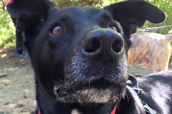 Can Dogs Understand English? Facts & FAQ – Dogster