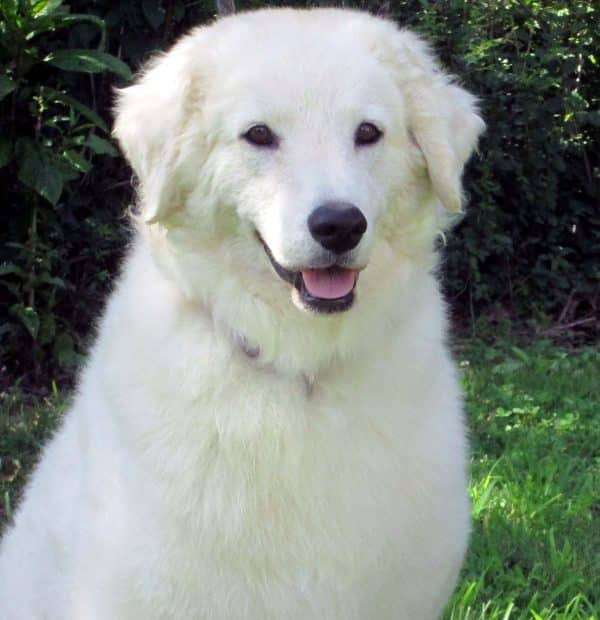 Kuvasz Dog Breed Info, Pictures, Facts, & Traits – Dogster