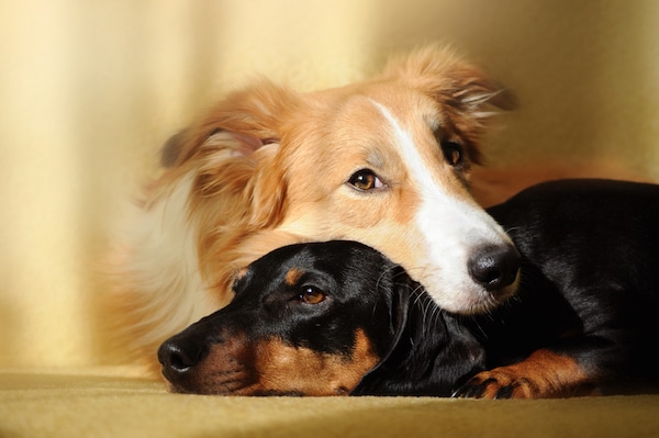 Why I Don't Believe In Trying to Adopt Out "Bonded Pairs" – Dogster