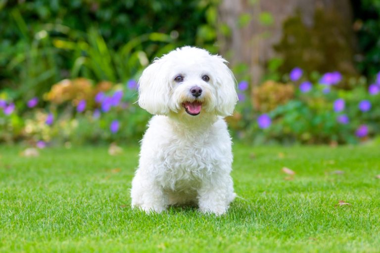 Havanese Dog Breed: Info, Pictures, Traits, Care & More – Dogster