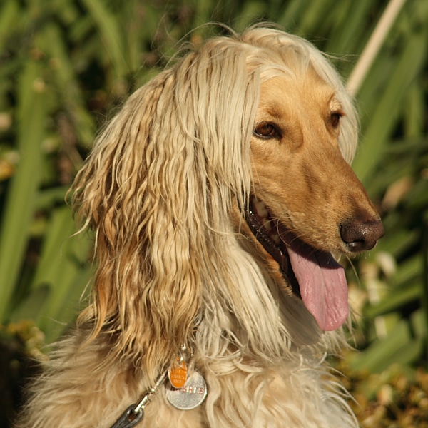 Extintos, primitivos o antiguos: ¿Cuáles son las razas de perros más ...